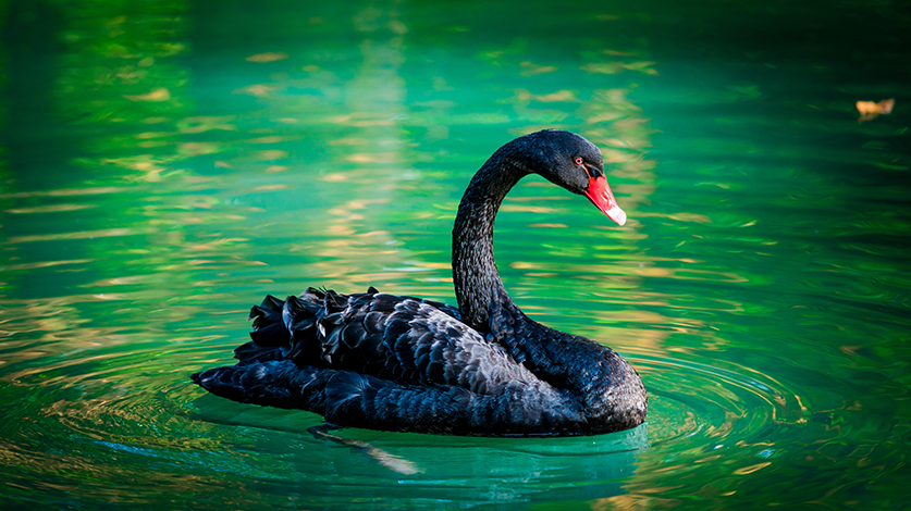 A Flock of Black Swans | Lloyd's List Intelligence